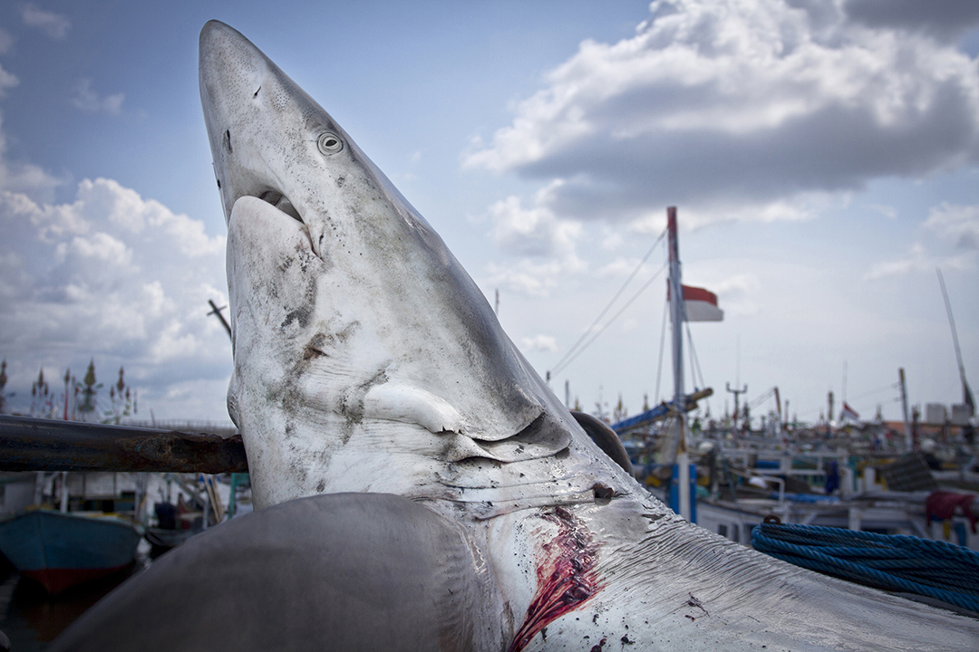 The Predator’s Fins - Atho Ullah Photography